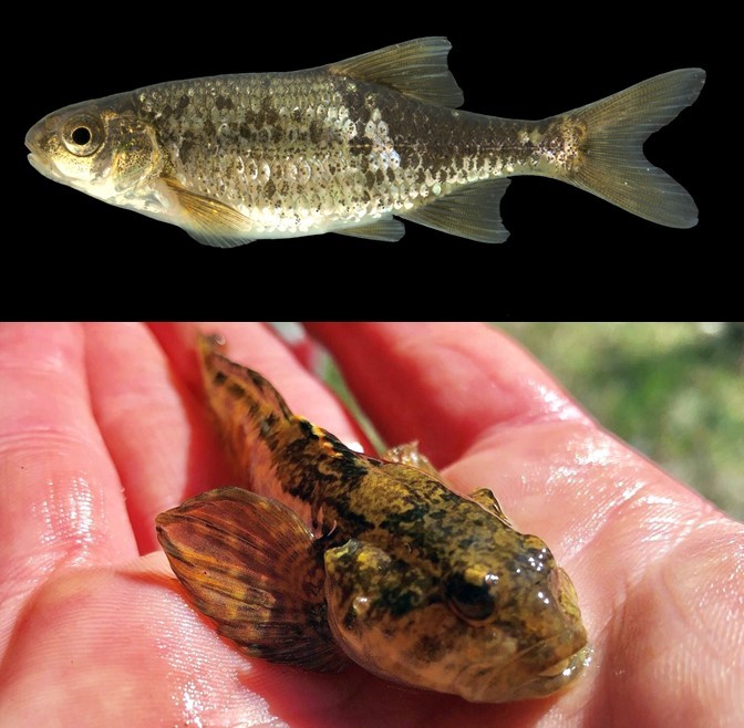 The Oregon Biodiversity Genome Project | ODFW REDD